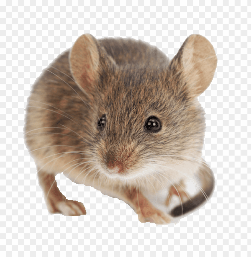Free download | HD PNG mouse | TOPpng