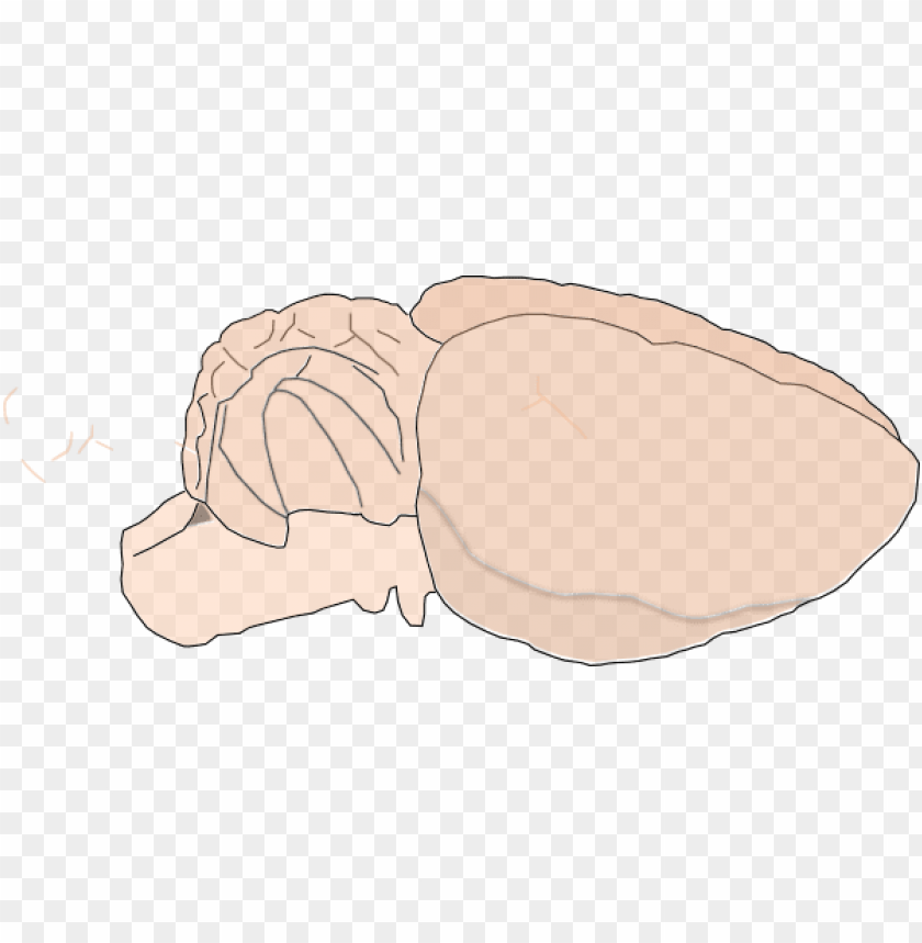 Free download | HD PNG mouse brain clip art PNG transparent with Clear ...