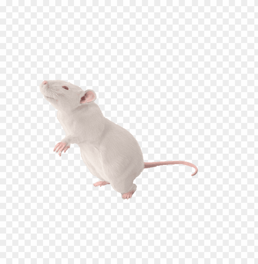 Free download | HD PNG mouse free s | TOPpng