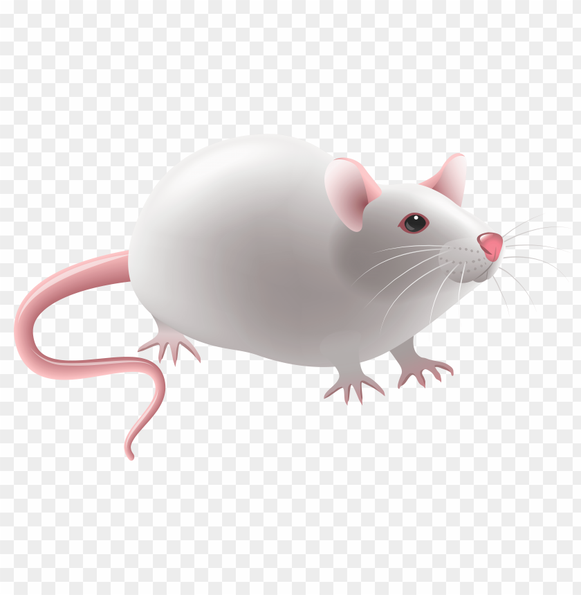 Free download | HD PNG little white mouse clipart clipart png photo ...