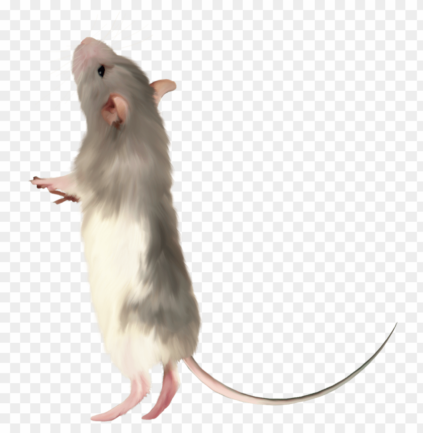 Free download | HD PNG mouse png pics | TOPpng