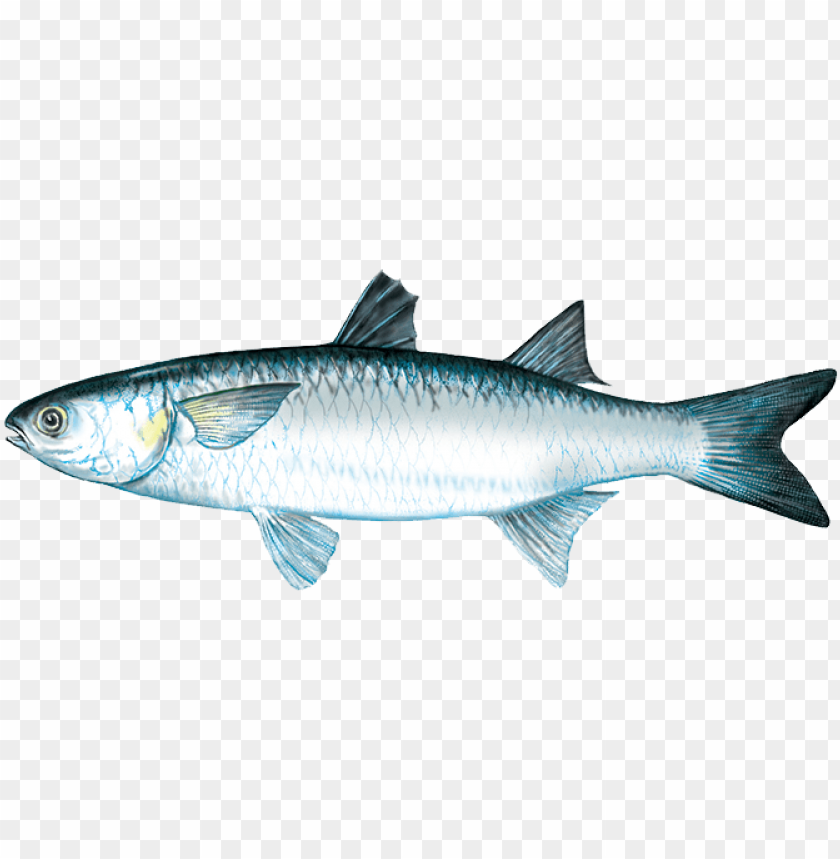 Free download | HD PNG mullet mullet fish PNG transparent with Clear ...