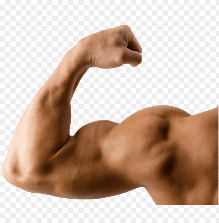 Free download | HD PNG Transparent background PNG image of muscle ...