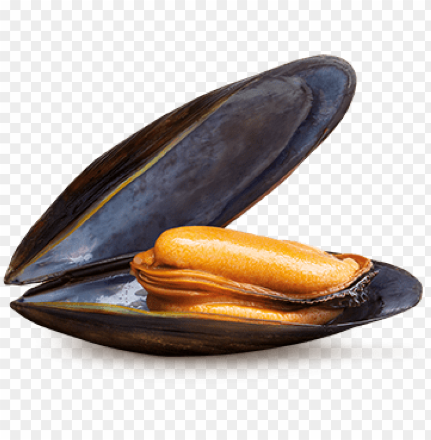 Free download | HD PNG mussels mejillon PNG transparent with Clear ...