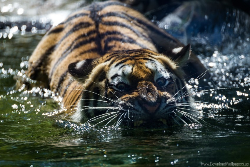 Free download | HD PNG muzzle predator teeth tiger water whiskers ...