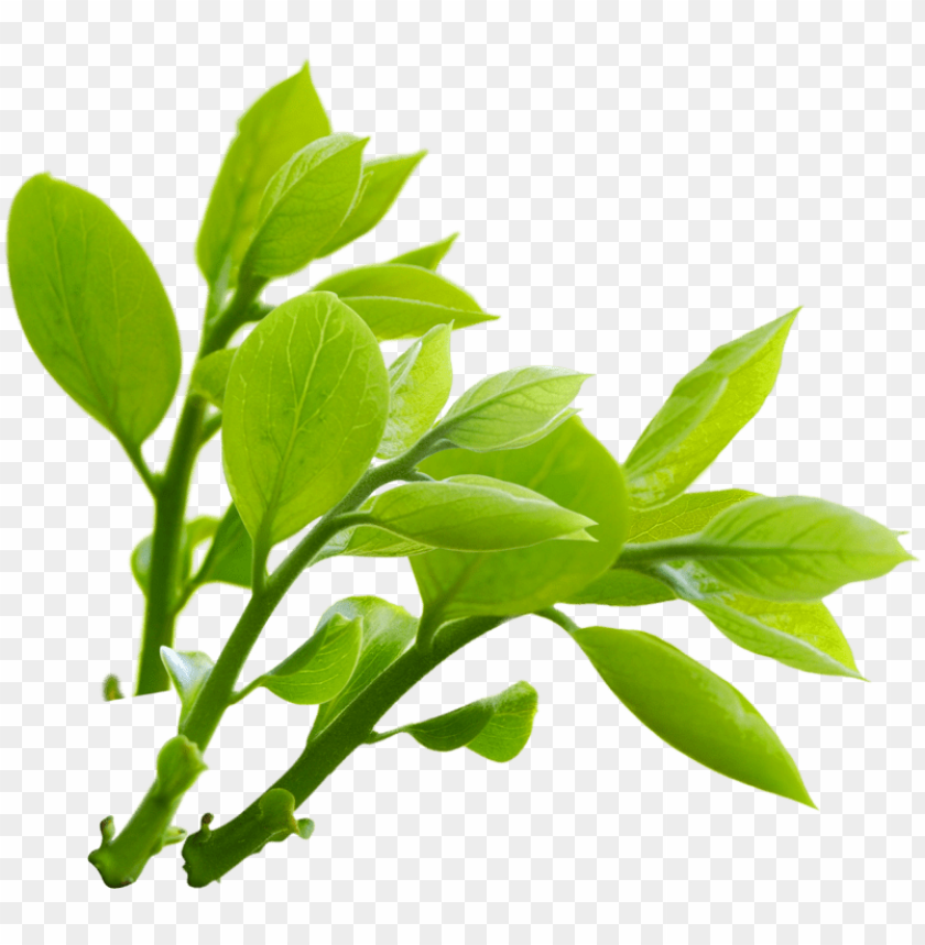 Free download | HD PNG PNG image of green leafy branch png with a clear ...