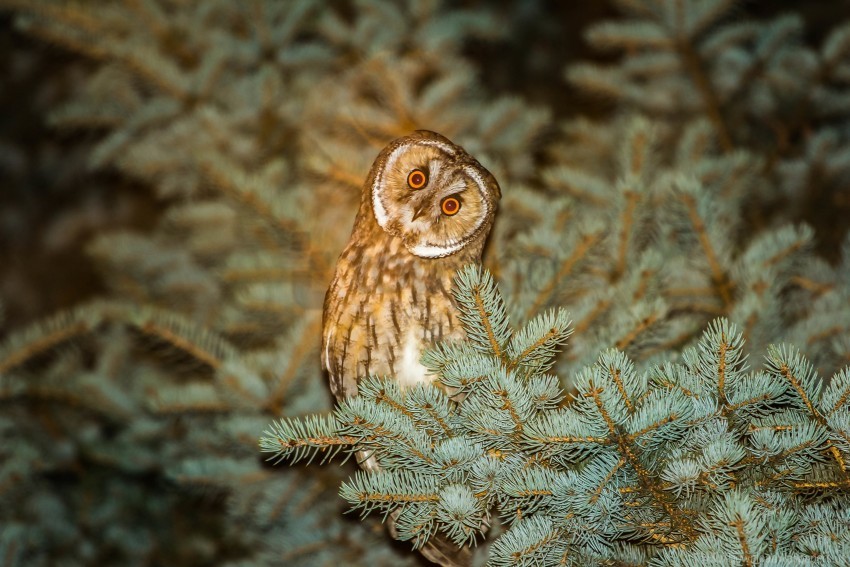 Free download | HD PNG night owl predator spruce wallpaper background ...