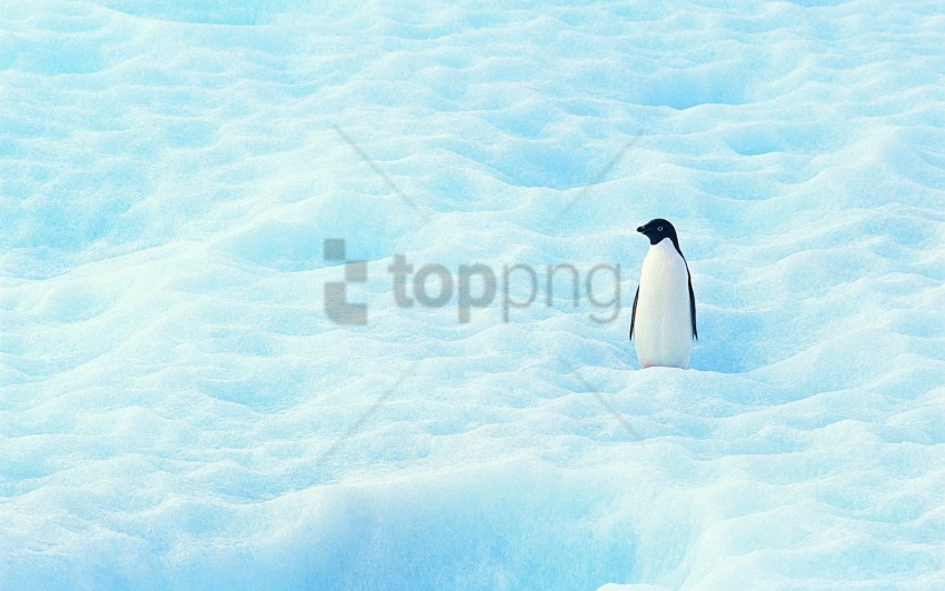 Free download | HD PNG north penguin small snow wallpaper background ...