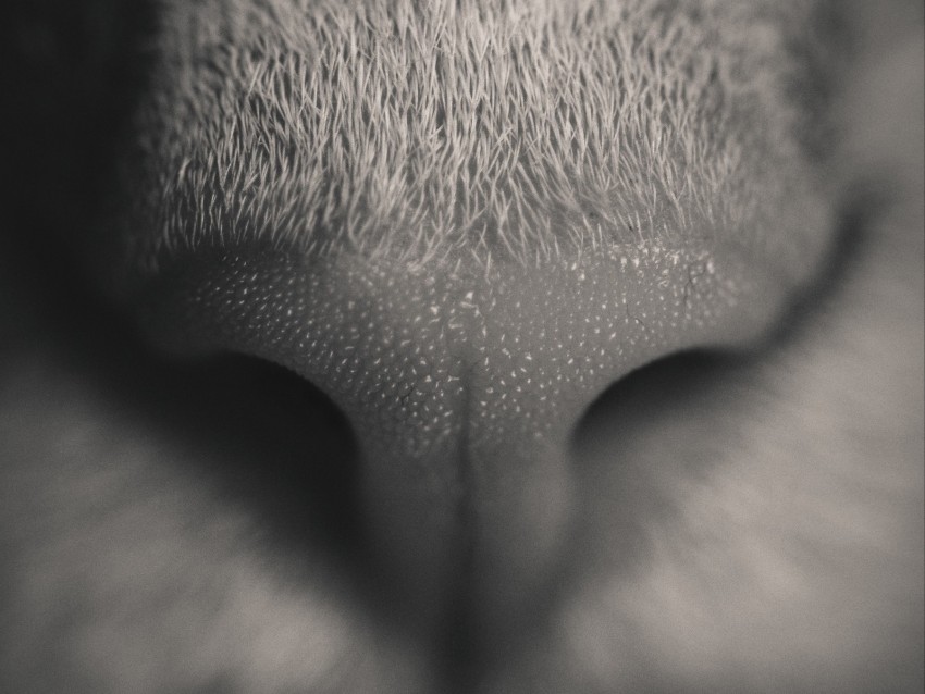 Free download | HD PNG nose cat bw macro 4k wallpaper | TOPpng