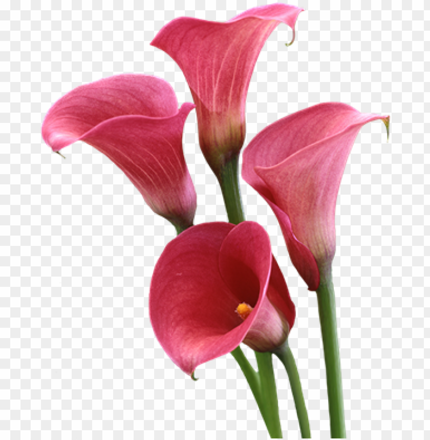 Free download | HD PNG o to image lily flowers pink pic trasparent PNG ...
