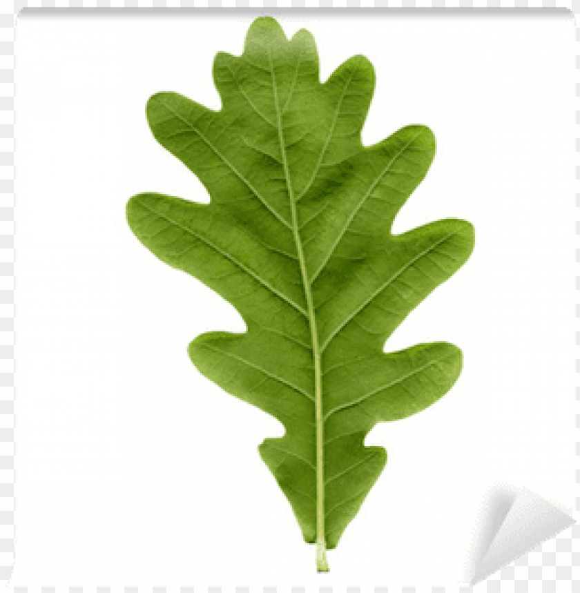 Free download | HD PNG oak tree leaf PNG transparent with Clear ...