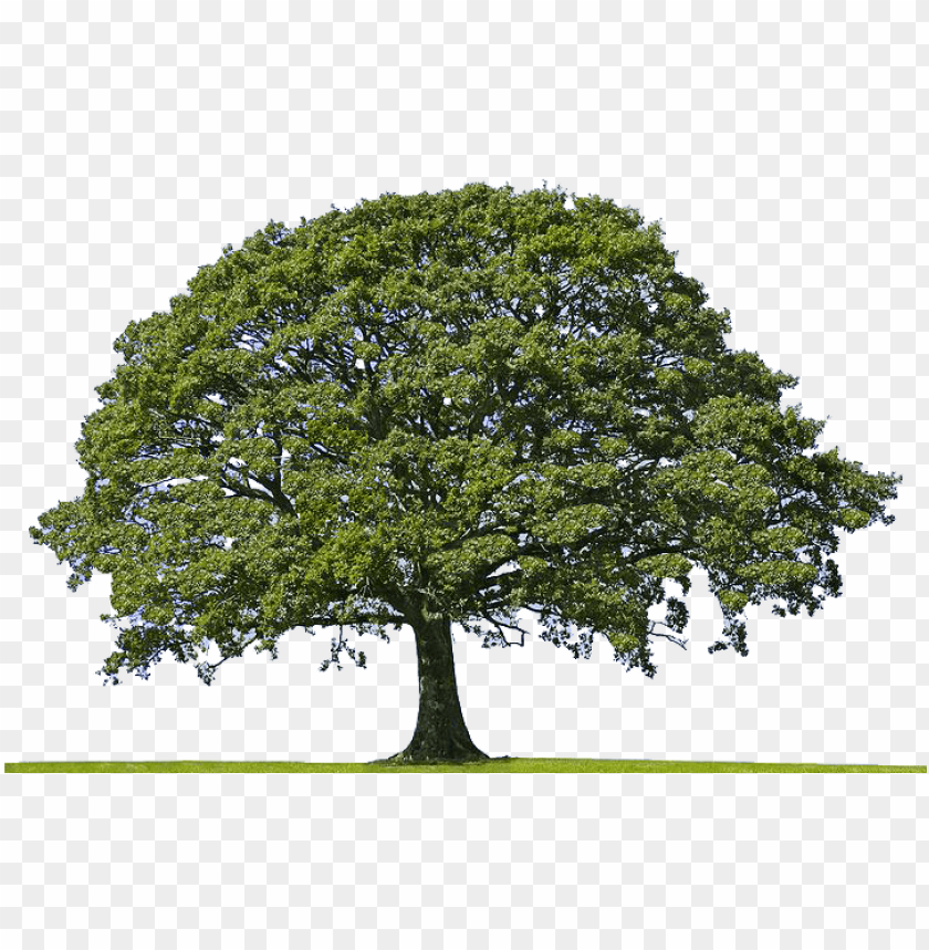 Free download | HD PNG oaktree aerial view of oak tree PNG transparent ...