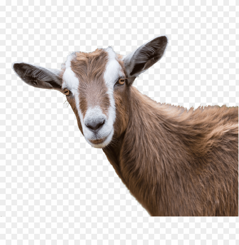 Free download | HD PNG oats png sheep and goat diseases by johannes ...