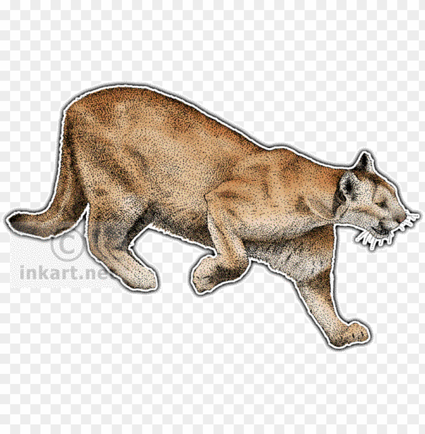 Free download | HD PNG ocelot wild cats north america PNG transparent ...