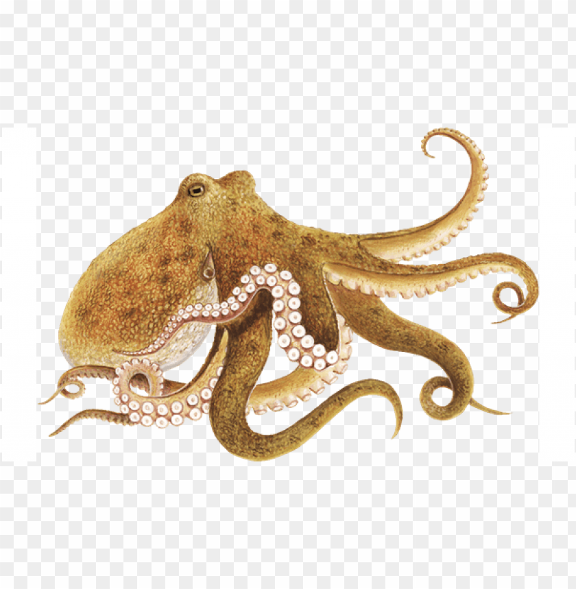 Free download | HD PNG octopus png PNG transparent with Clear ...
