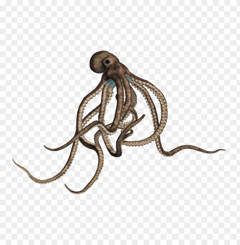 Free download | HD PNG octopus png PNG transparent with Clear ...