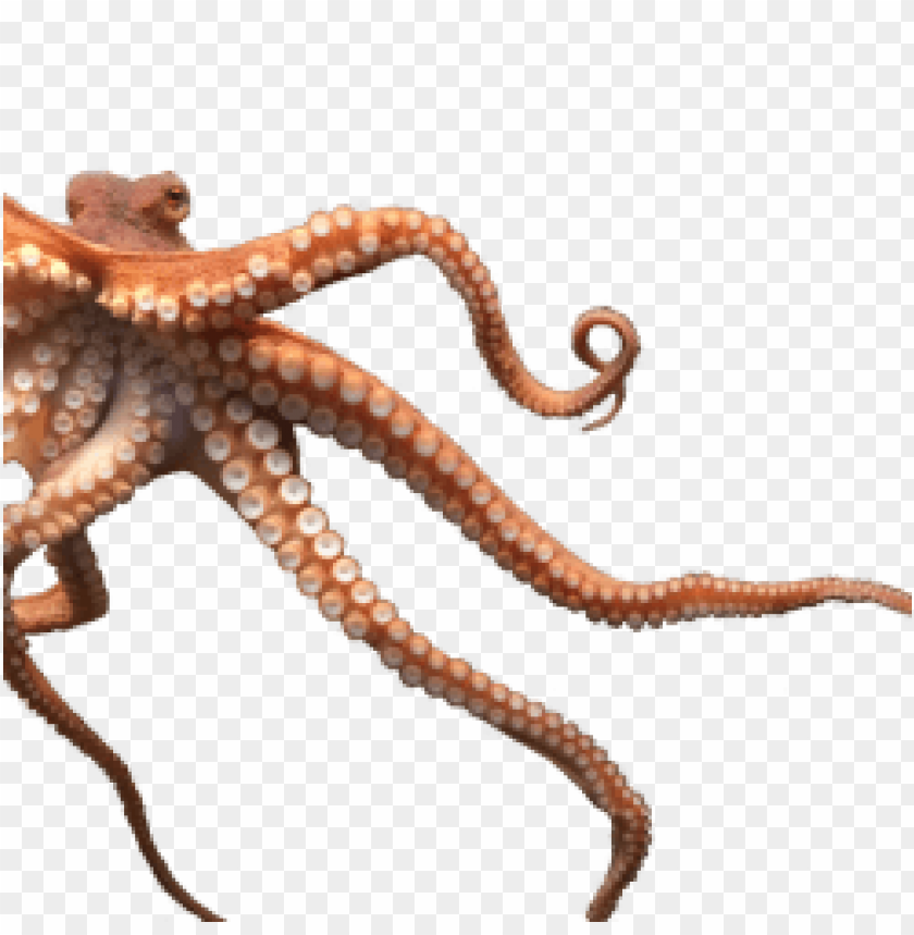 Free download | HD PNG octopus png PNG transparent with Clear ...