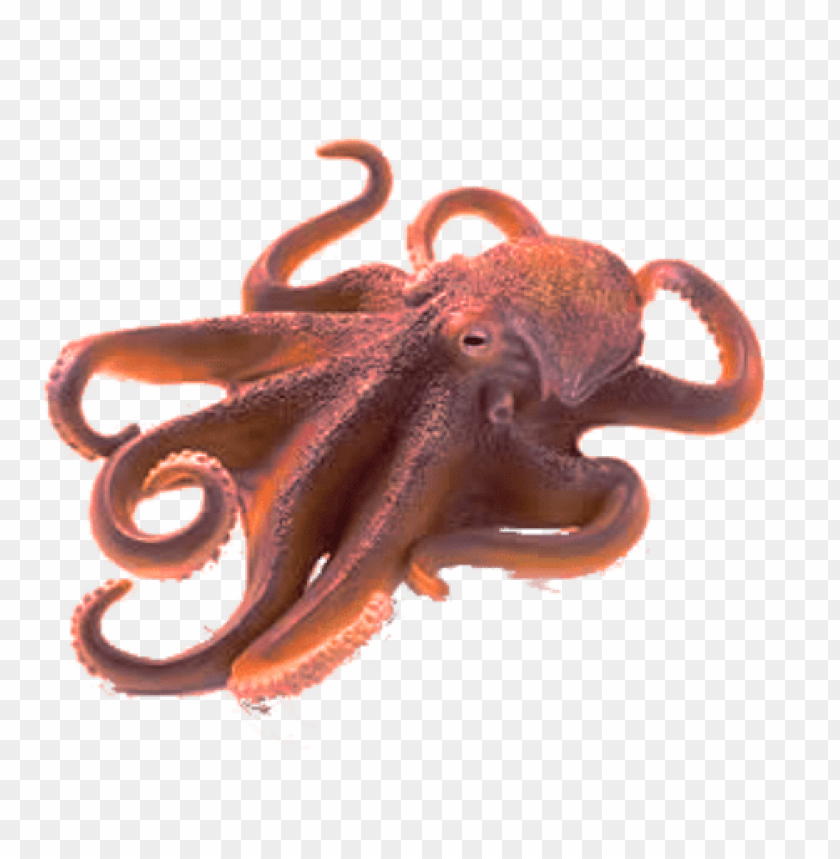 Free download | HD PNG octopus png PNG transparent with Clear ...