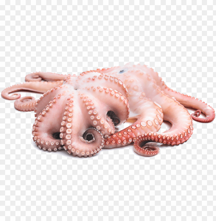 Free download | HD PNG octopus png PNG transparent with Clear ...