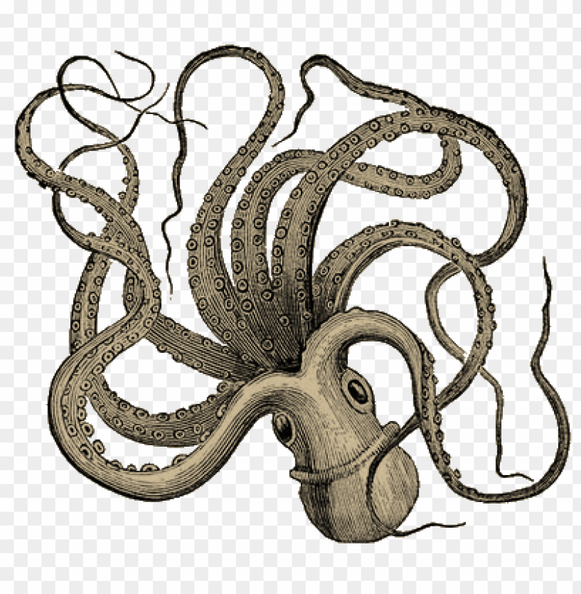Free download | HD PNG octopus png PNG transparent with Clear ...