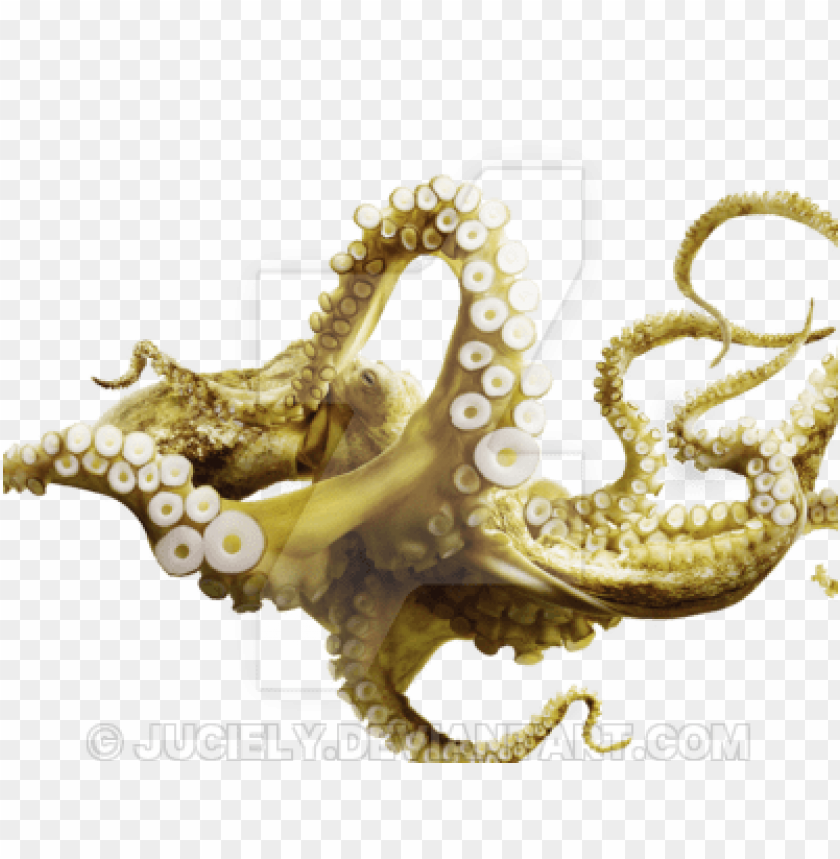 Free download | HD PNG octopus png PNG transparent with Clear ...
