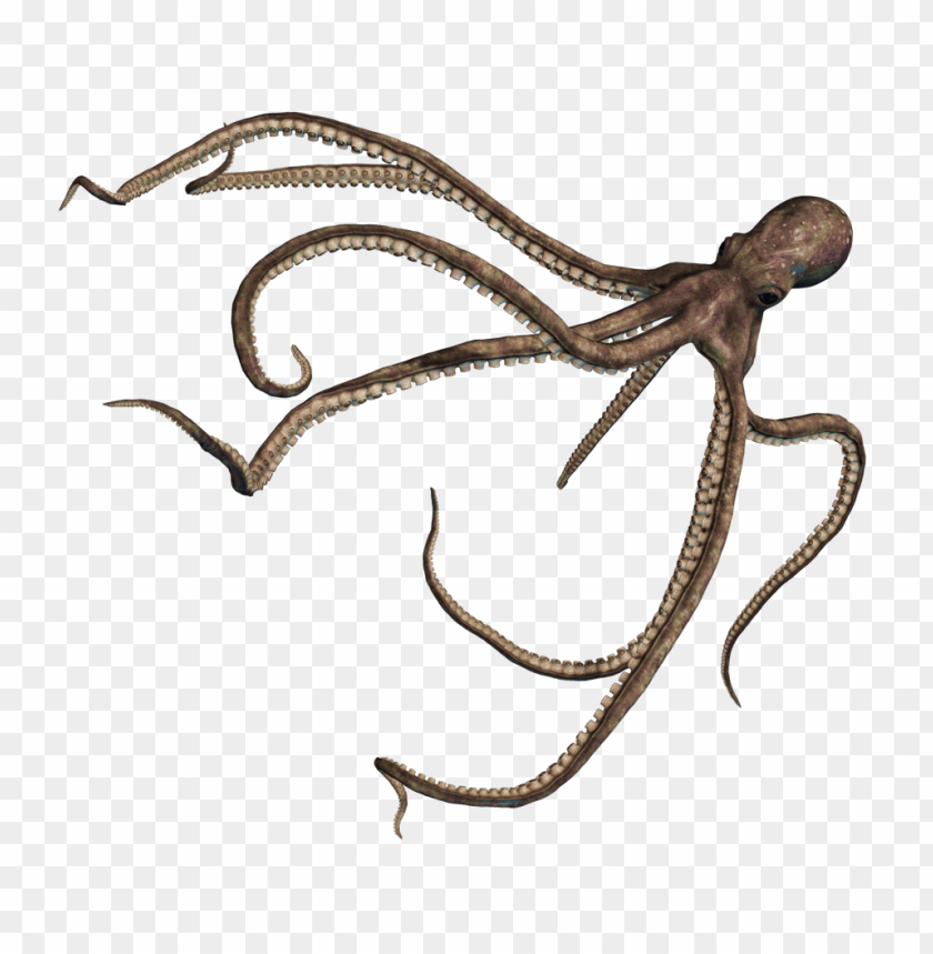 Free download | HD PNG octopus png PNG transparent with Clear ...