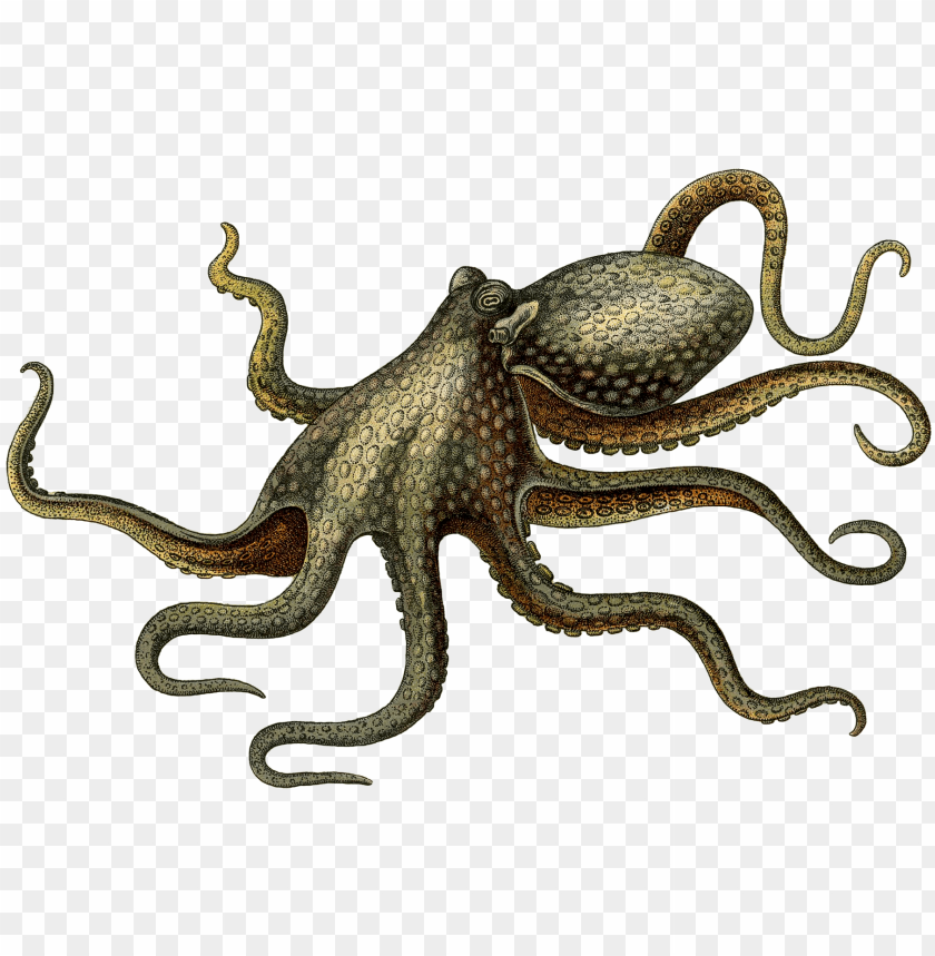 Free download | HD PNG octopus png PNG transparent with Clear ...