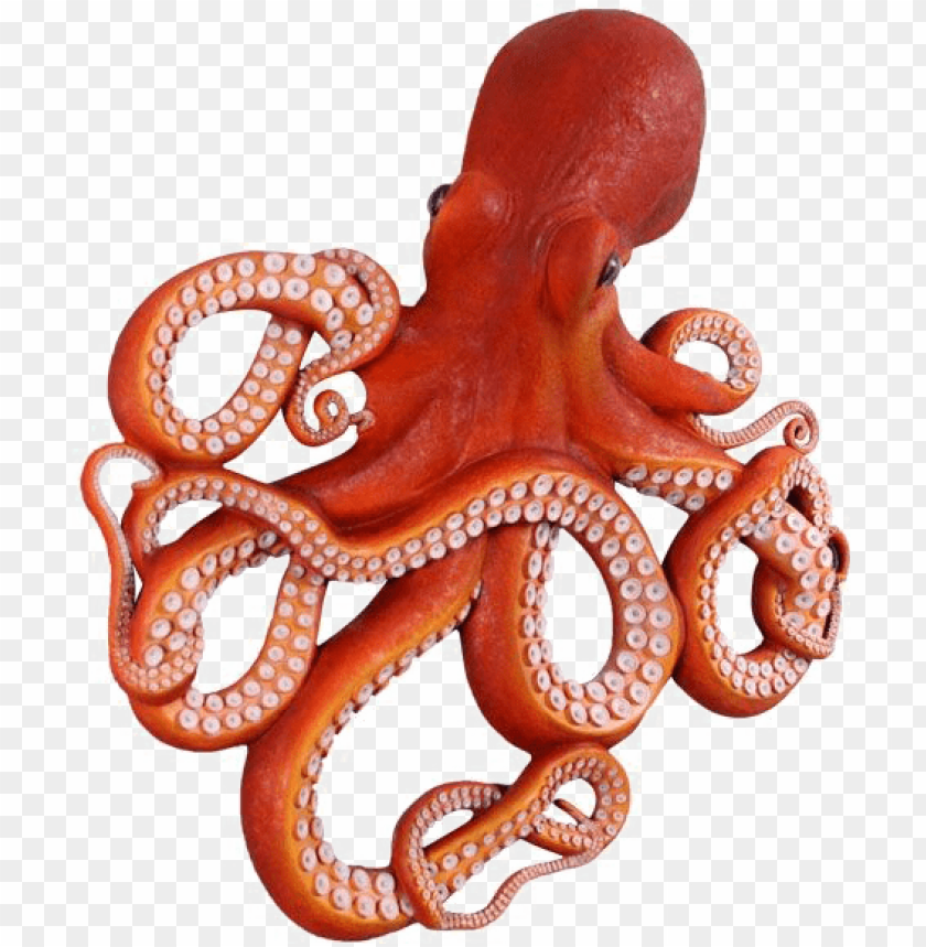 Free download | HD PNG octopus png clipart octopus image in PNG ...