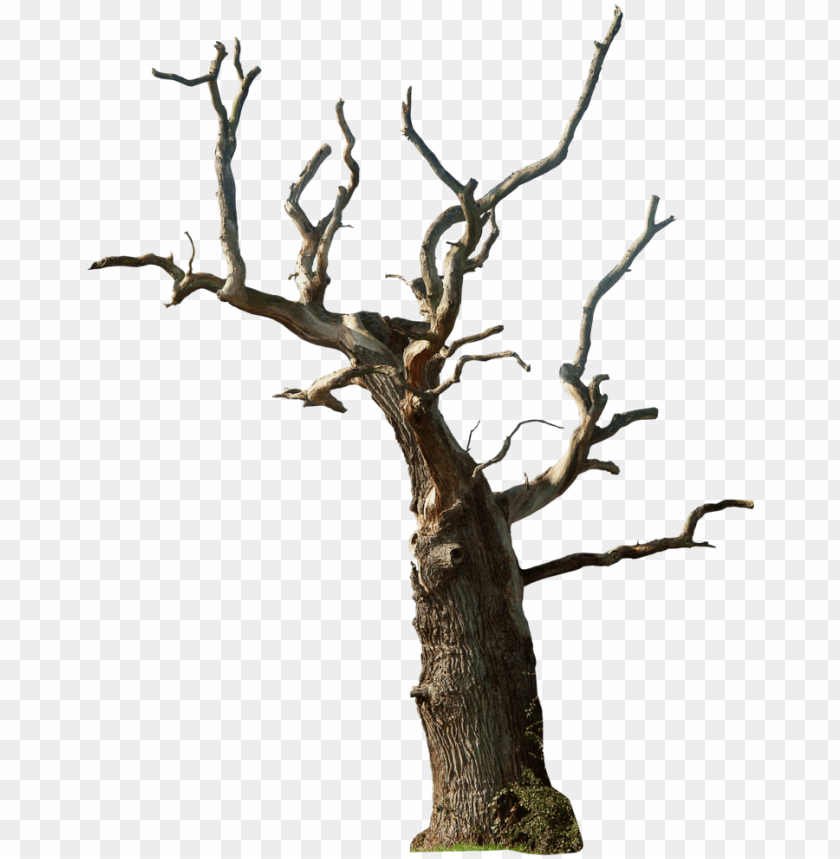 Free download | HD PNG old tree png photo dead tree transparent PNG ...