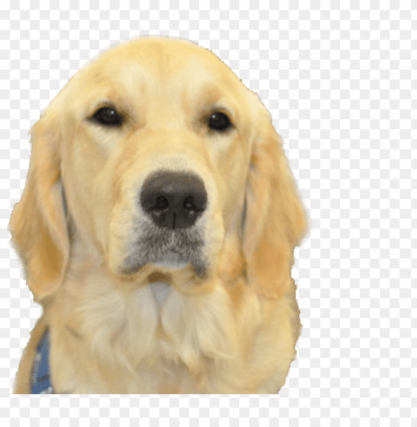 Free download | HD PNG golden retriever head png PNG transparent with ...