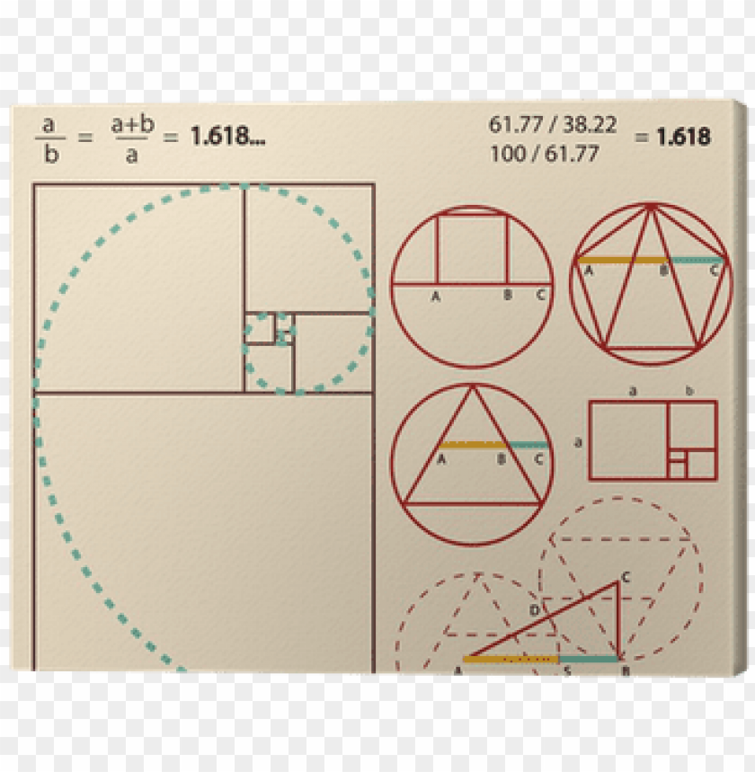 Golden Face Ratio Template PNG & clipart images | TOPpng