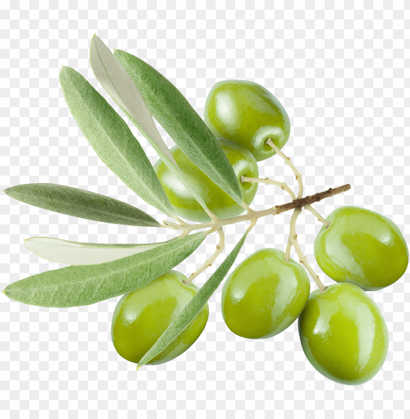 Free download | HD PNG olives PNG images with transparent backgrounds ...
