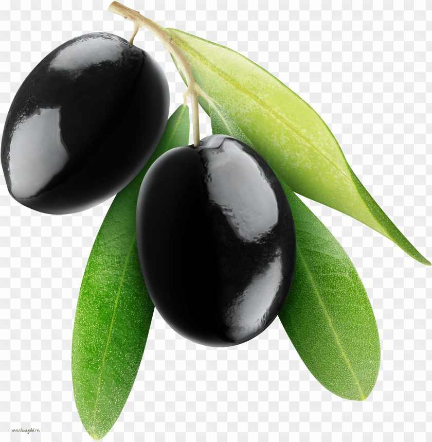Free download | HD PNG olives PNG images with transparent backgrounds ...