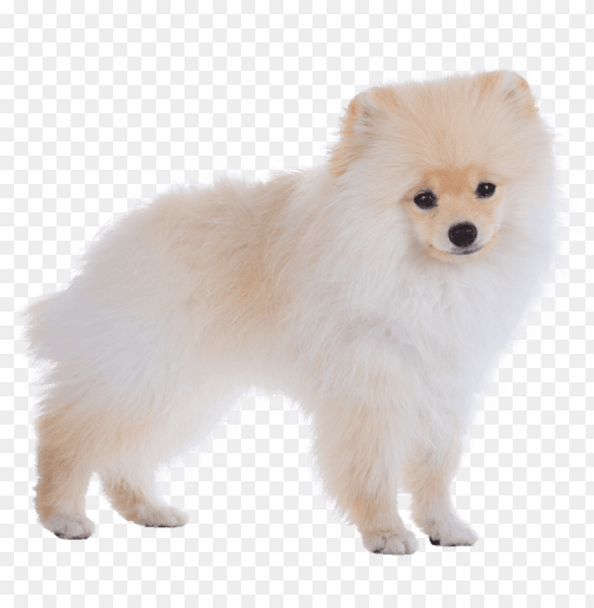 Free download | HD PNG omeranian pomeranian transparent PNG transparent ...