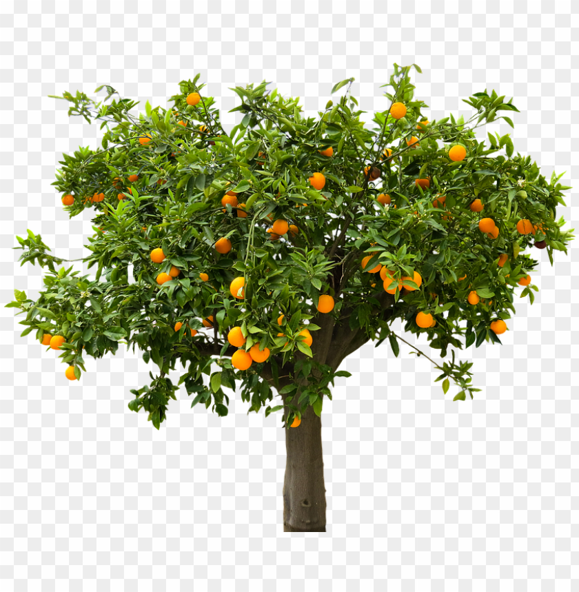 Free download | HD PNG once upon a time a little girl lived in a small ...