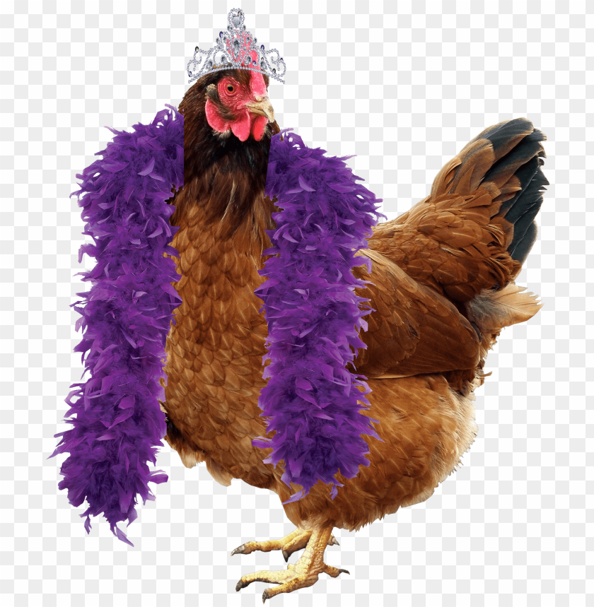 Hens In Attire cutout PNG & clipart images | TOPpng
