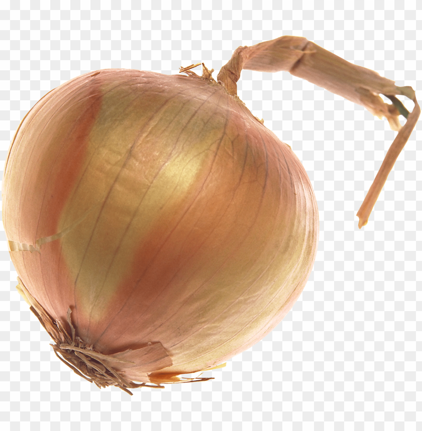 Free download | HD PNG onion PNG images with transparent backgrounds ...