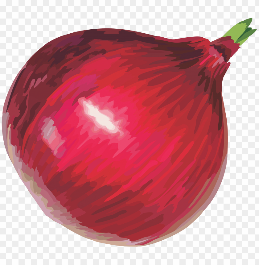Free download | HD PNG deep red onion with rich color transparent ...