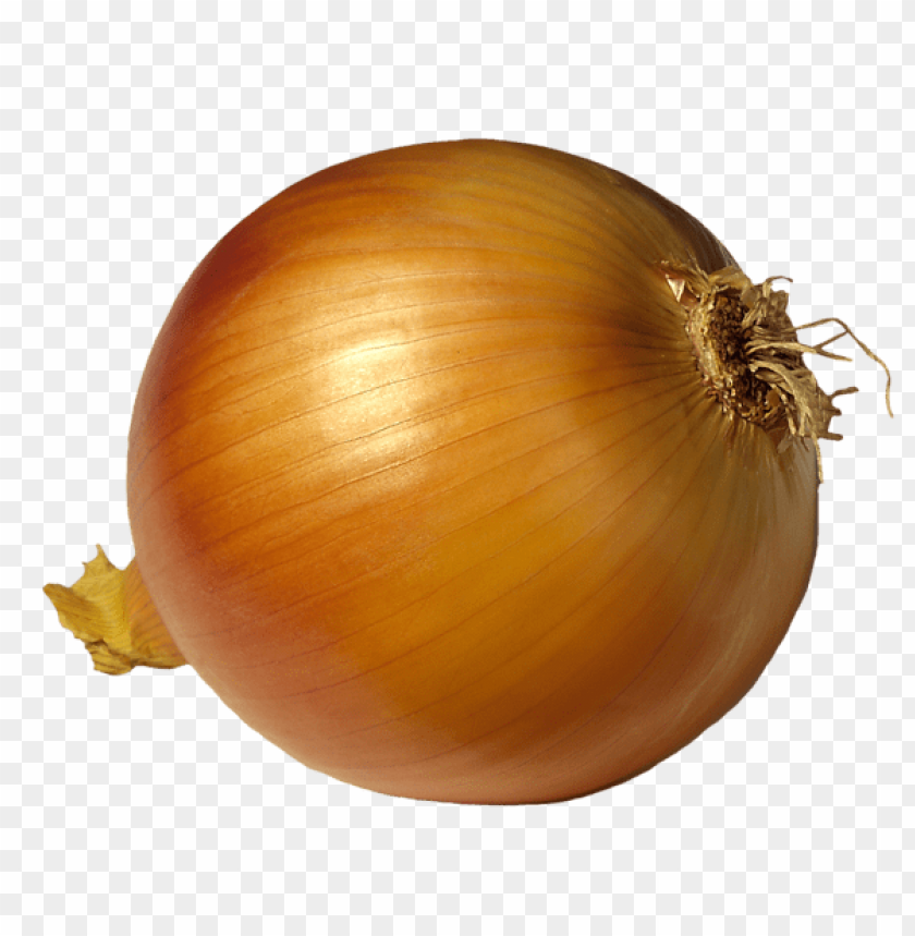 Free download | HD PNG Transparent golden onion with natural texture ...