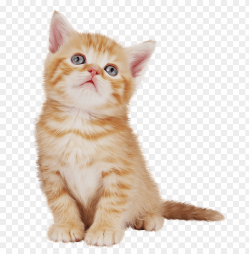 Free download | HD PNG online chat png PNG transparent with Clear ...