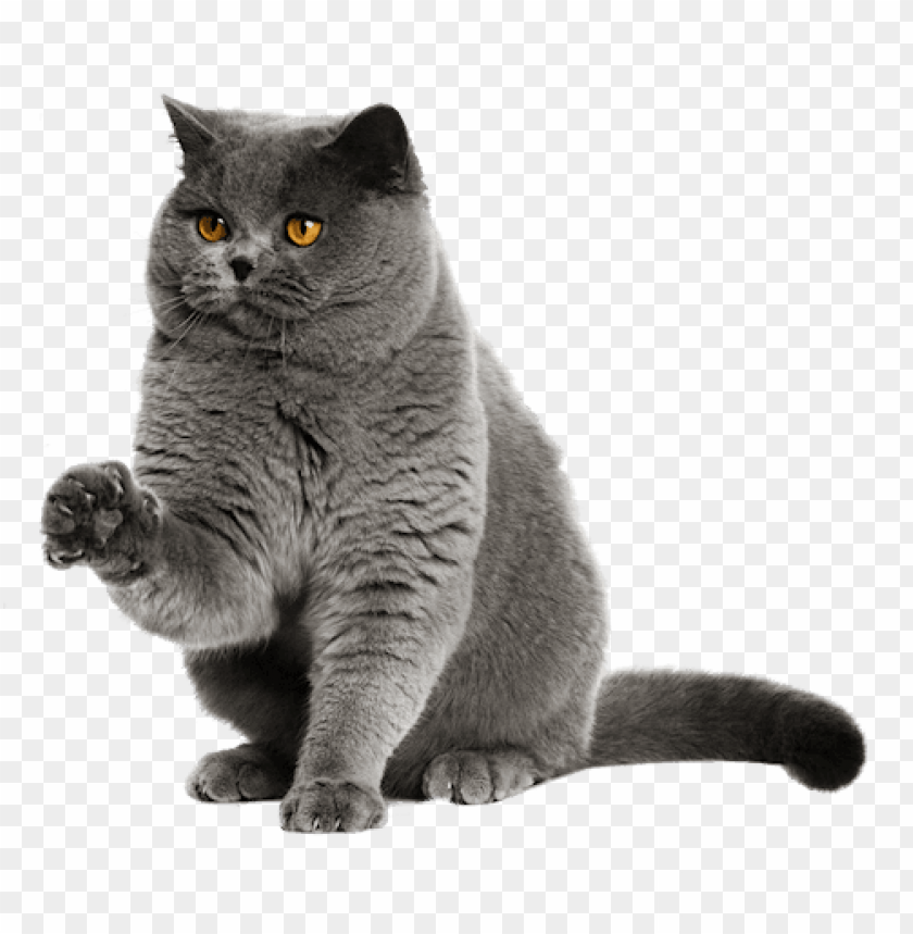 Free download | HD PNG online chat png PNG transparent with Clear ...