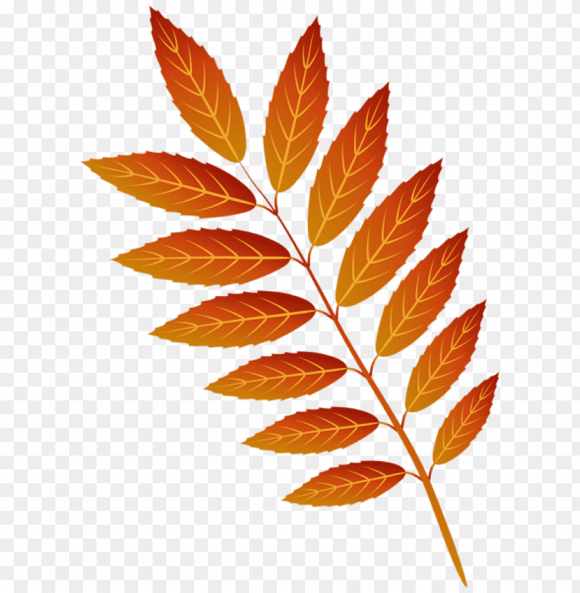 Free download | HD PNG orange autumn leaf clipart png photo - 52783 | TOPpng