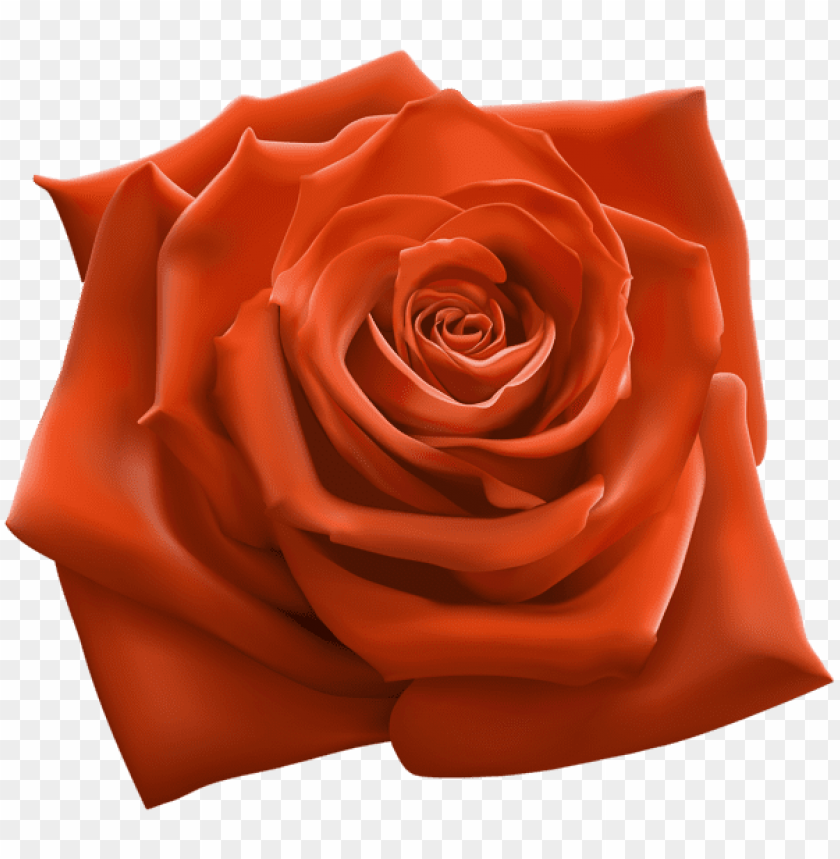 Free download | HD PNG PNG image of orange rose with a clear background ...