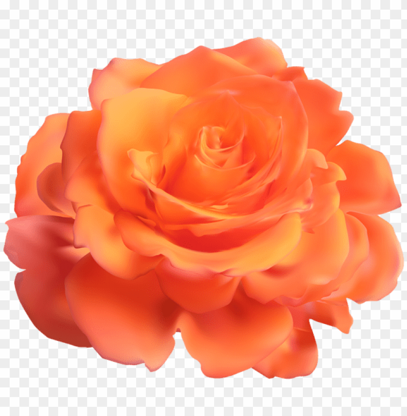 Free download | HD PNG PNG image of orange rose transparent with a ...
