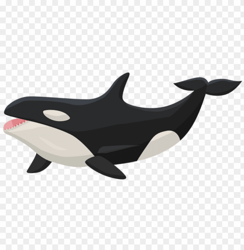 Free download | HD PNG orca transparent clipart png photo - 53300 | TOPpng