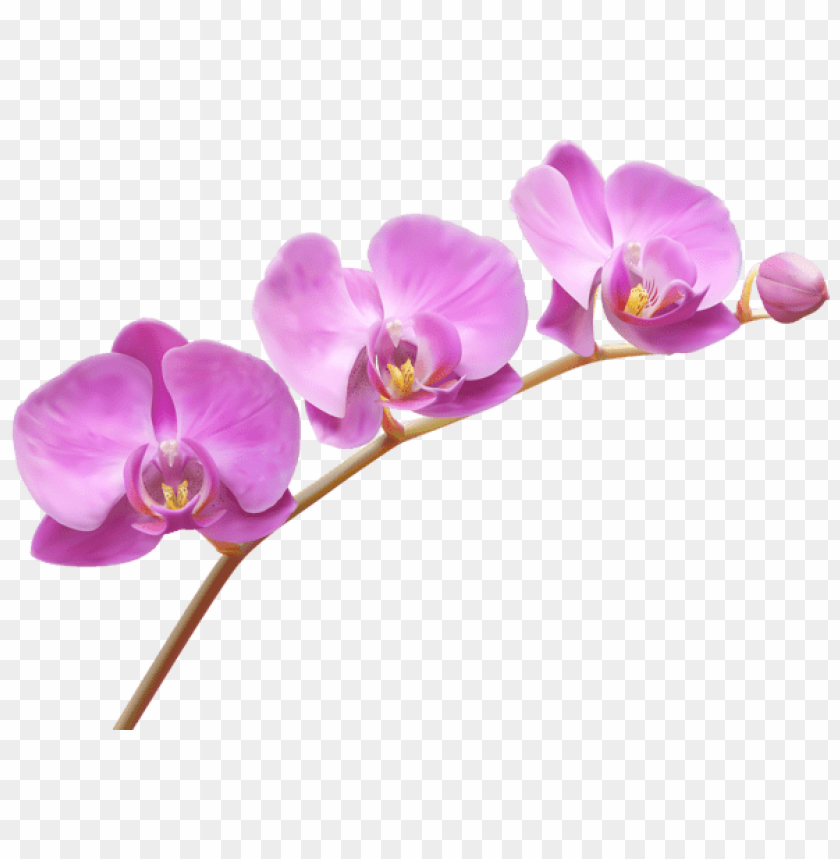 Free download | HD PNG PNG image of orchids transparent with a clear ...