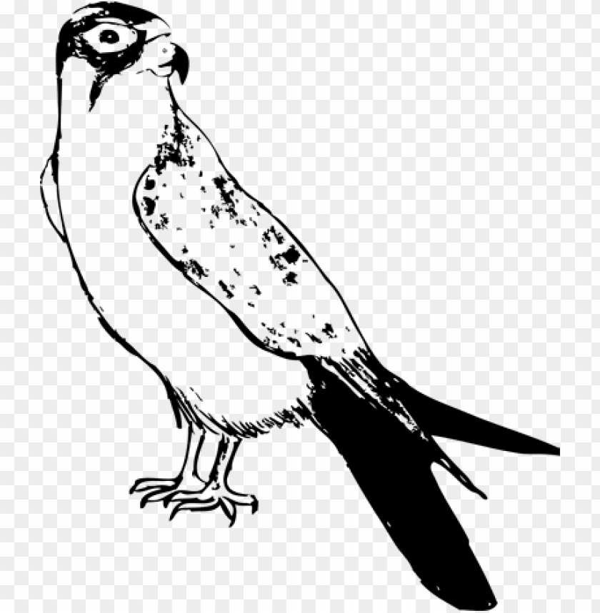 Free download | HD PNG osprey PNG transparent with Clear Background ID ...
