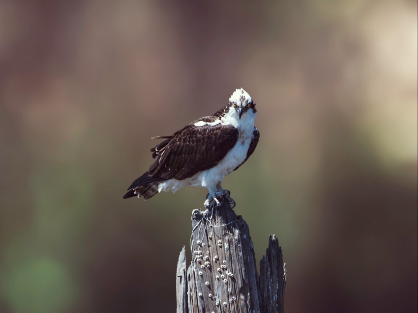 Free download | HD PNG osprey bird predator hawk 4k wallpaper | TOPpng