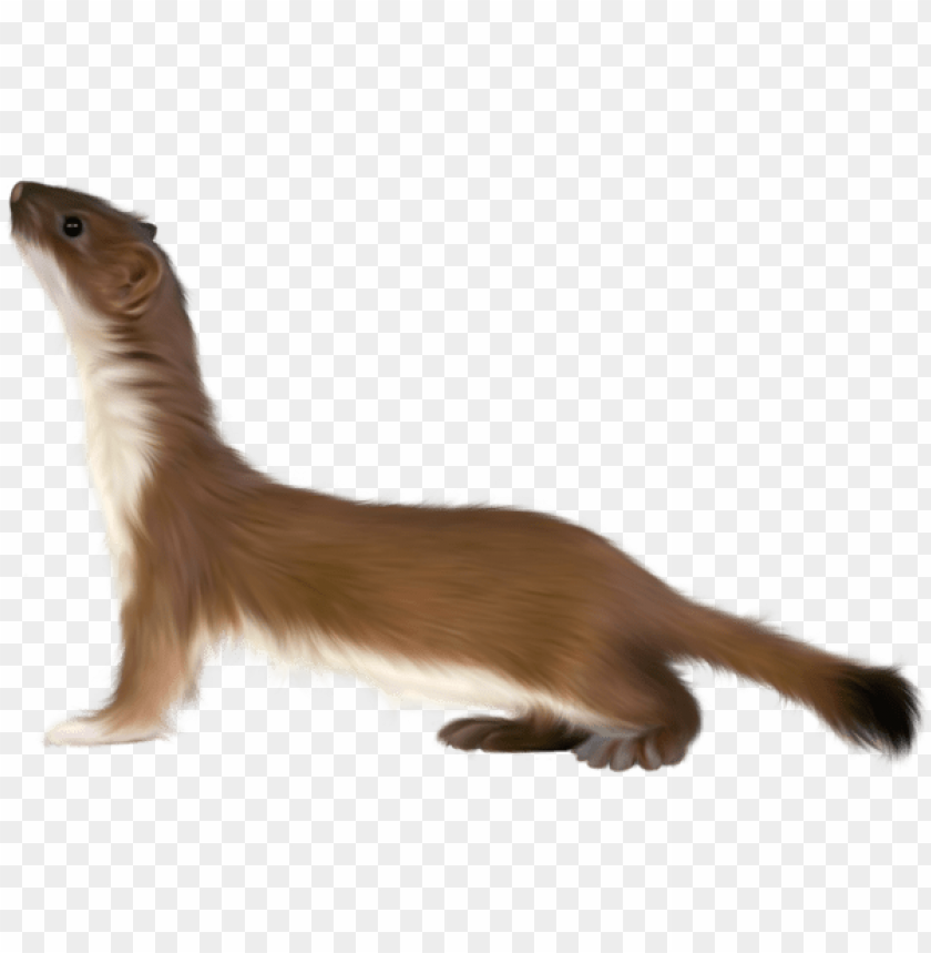 Free download | HD PNG otter png art picture | TOPpng