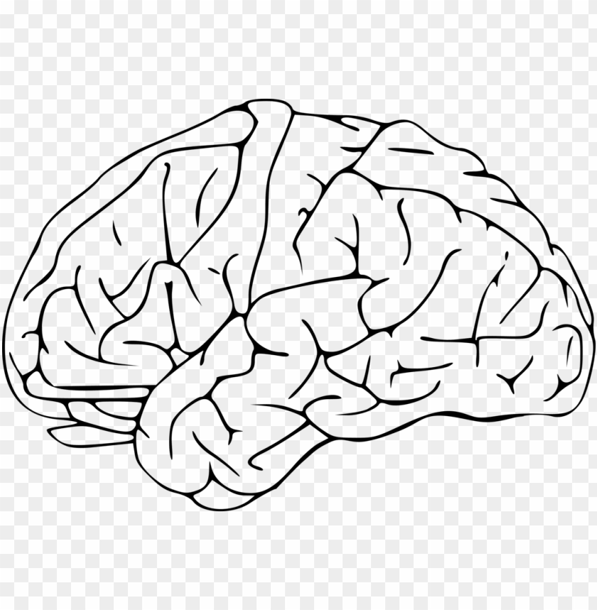 Free download | HD PNG outline of the human brain drawing neuroscience ...